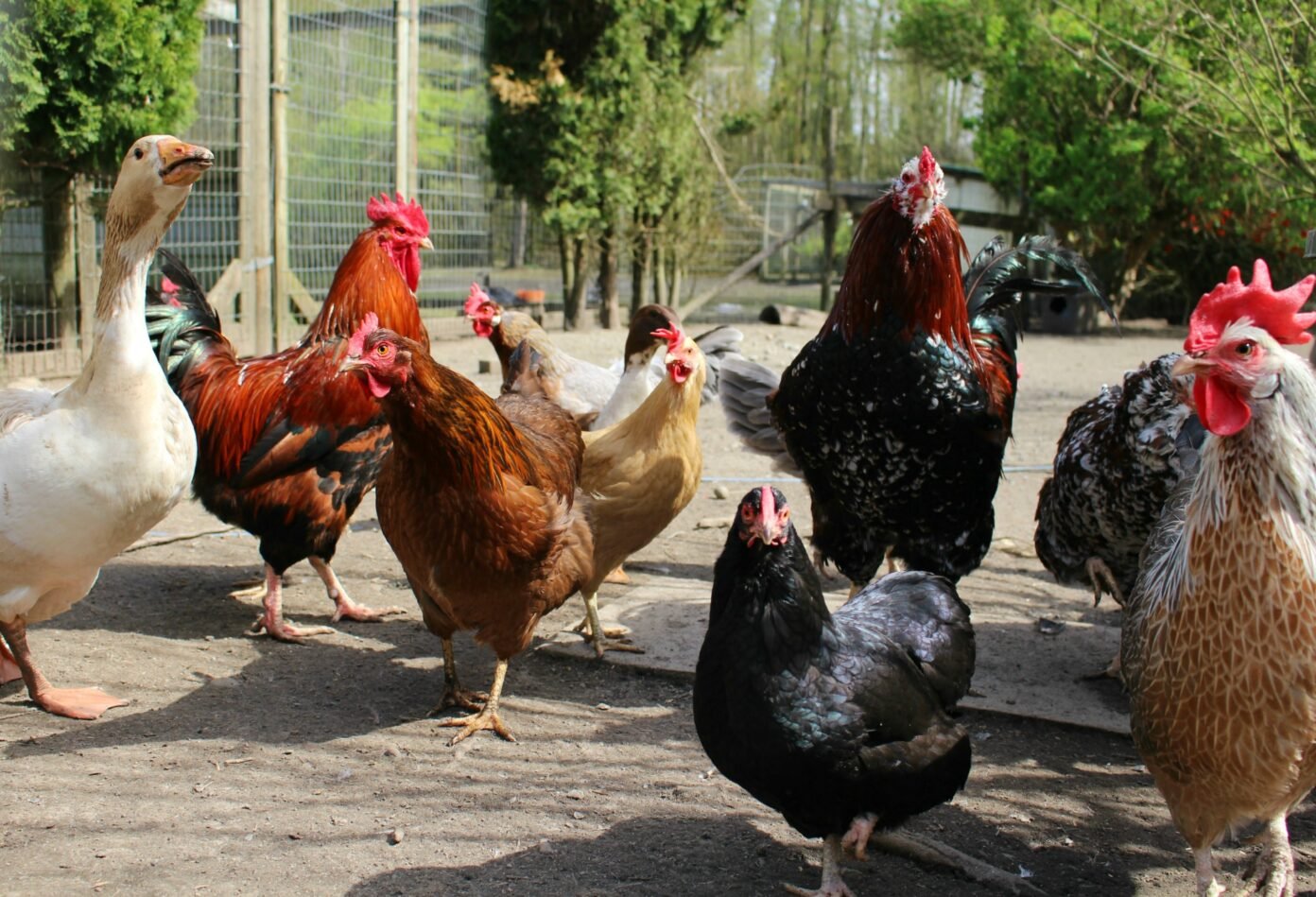 Tesco steps up chicken welfare — but is it enough?